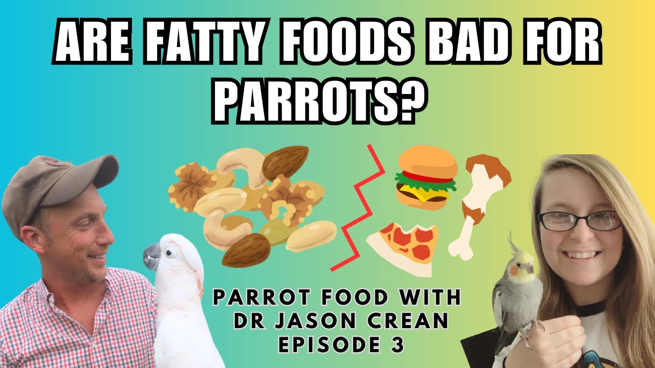 ARE FATTY FOODS BAD FOR PARROTS (SEEDS, NUTS, HUMAN FOOD) Parrot Food ...