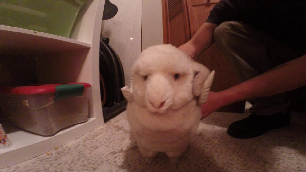 Ram attack - YouTube