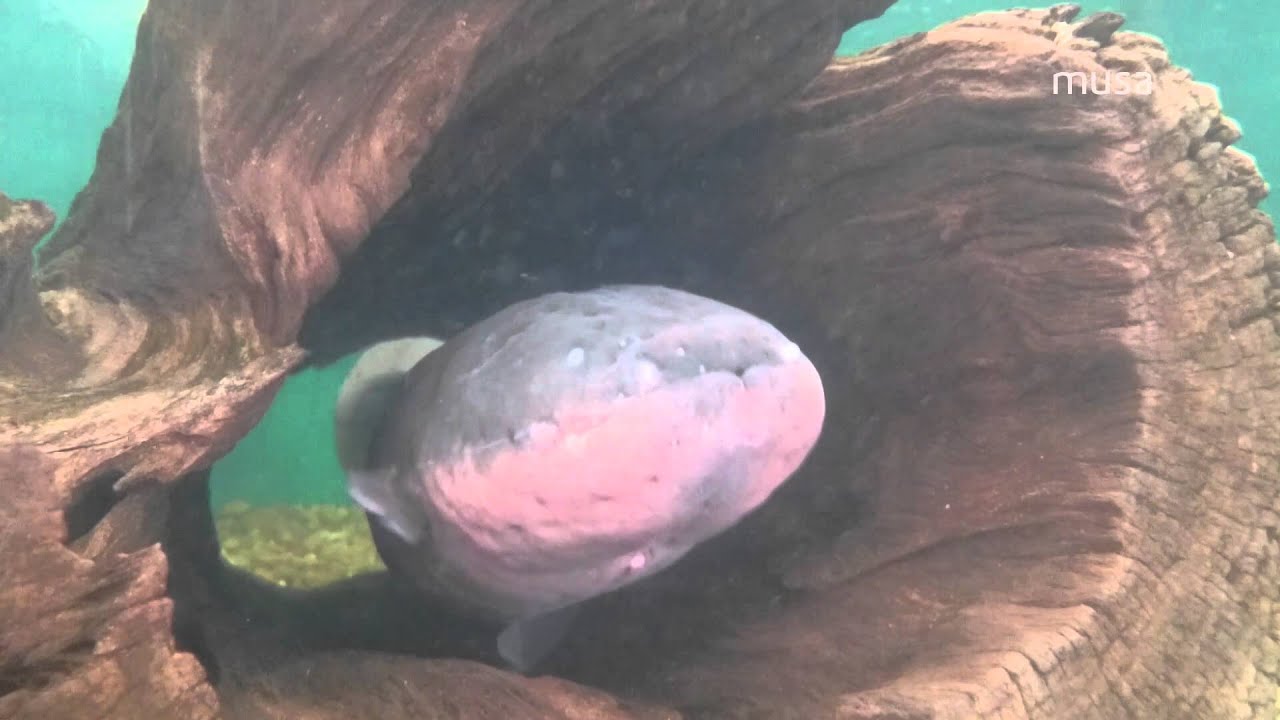 Poraquê ou Puraquê (Electrophorus eletricus) - YouTube