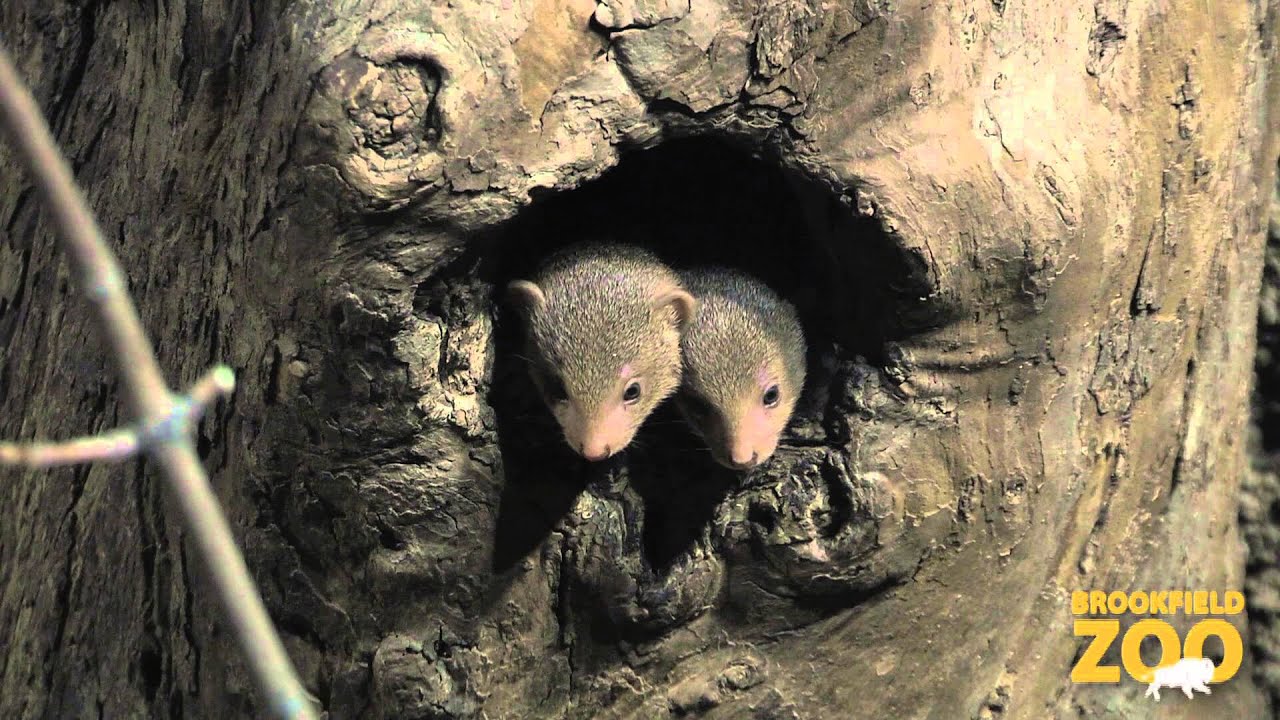 New Mongoose Pups in Habitat Africa - YouTube