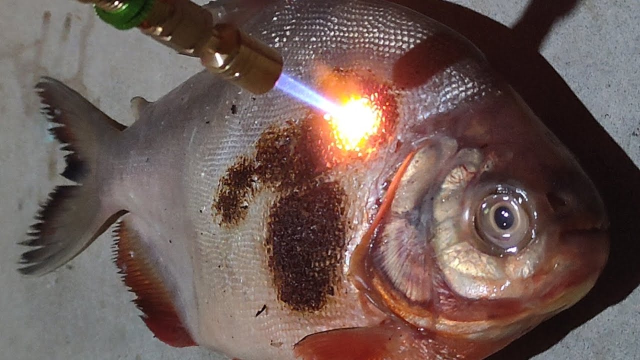 Fish In Torch Gas Experiment||Fish Experiment In Blue Torch||Fish In ...