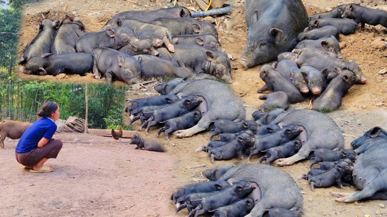 Looking for 2 mother pigs in the forest to give birth, carrying, caring ...