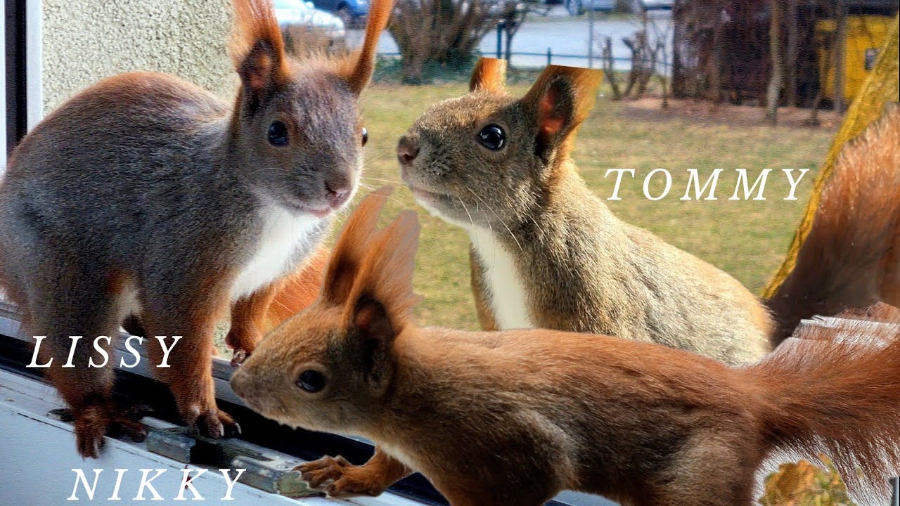 Cute Squirrels Gang On My Windowsill - YouTube