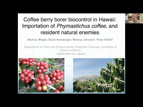 CBB biocontrol in Hawaii: Importation of Phymasticus coffea, and ...