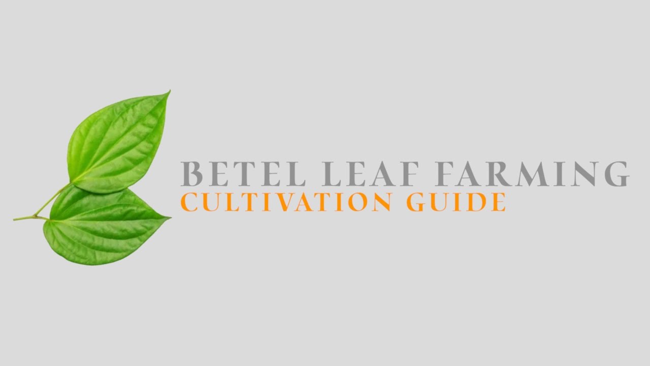 Betel Leaf Farming | Cultivation Guide | Farming Inspirations - YouTube