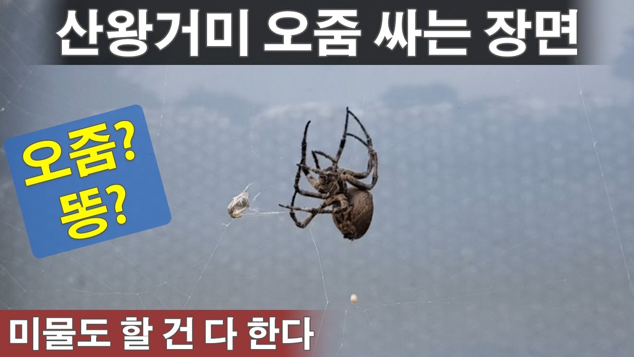 거미 오줌싸는 장면 Spider peeing scene 처음 보는 곤충 생리현상 산왕거미 배설하는 모습 - YouTube