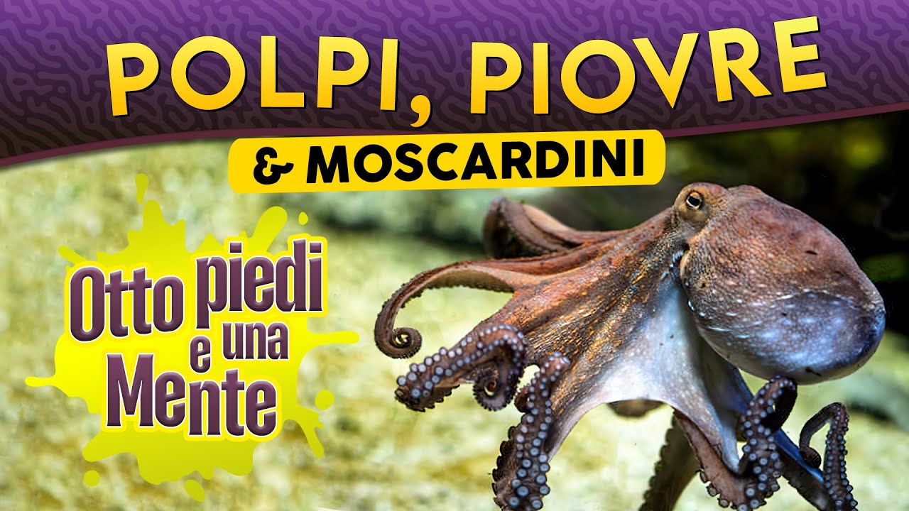 Polpi Piovre e Moscardini: otto piedi e una mente Puntata 208 - YouTube