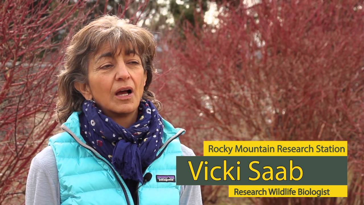 Meet Dr. Victoria Saab, Research Wildlife Biologist - YouTube