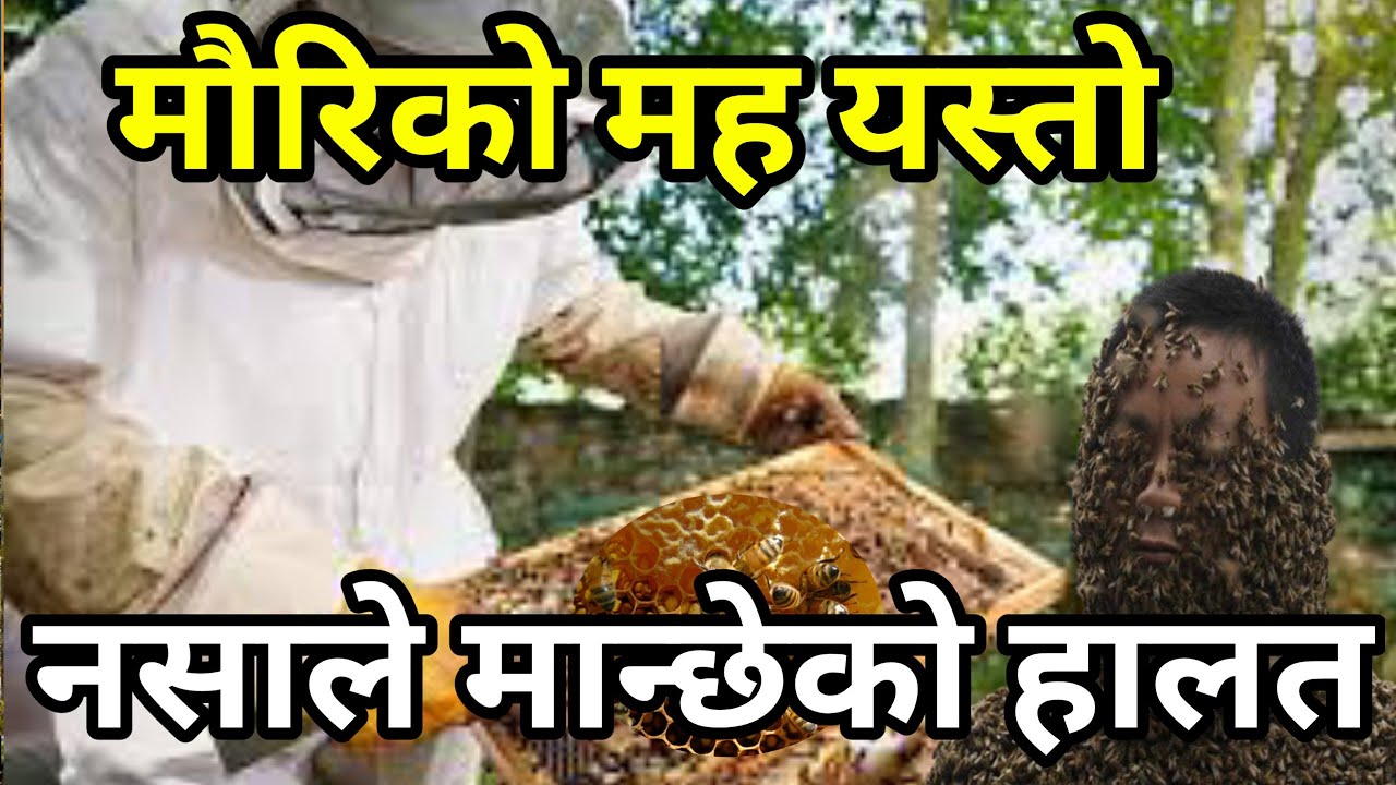 मौरिको यस्तो मह जुन खादा मात लाग्ने || Mauri Palan In Nepal || Bee ...