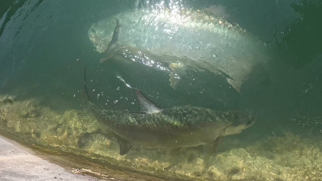 Key West Dock Pets | Tarpon Feeding| - YouTube