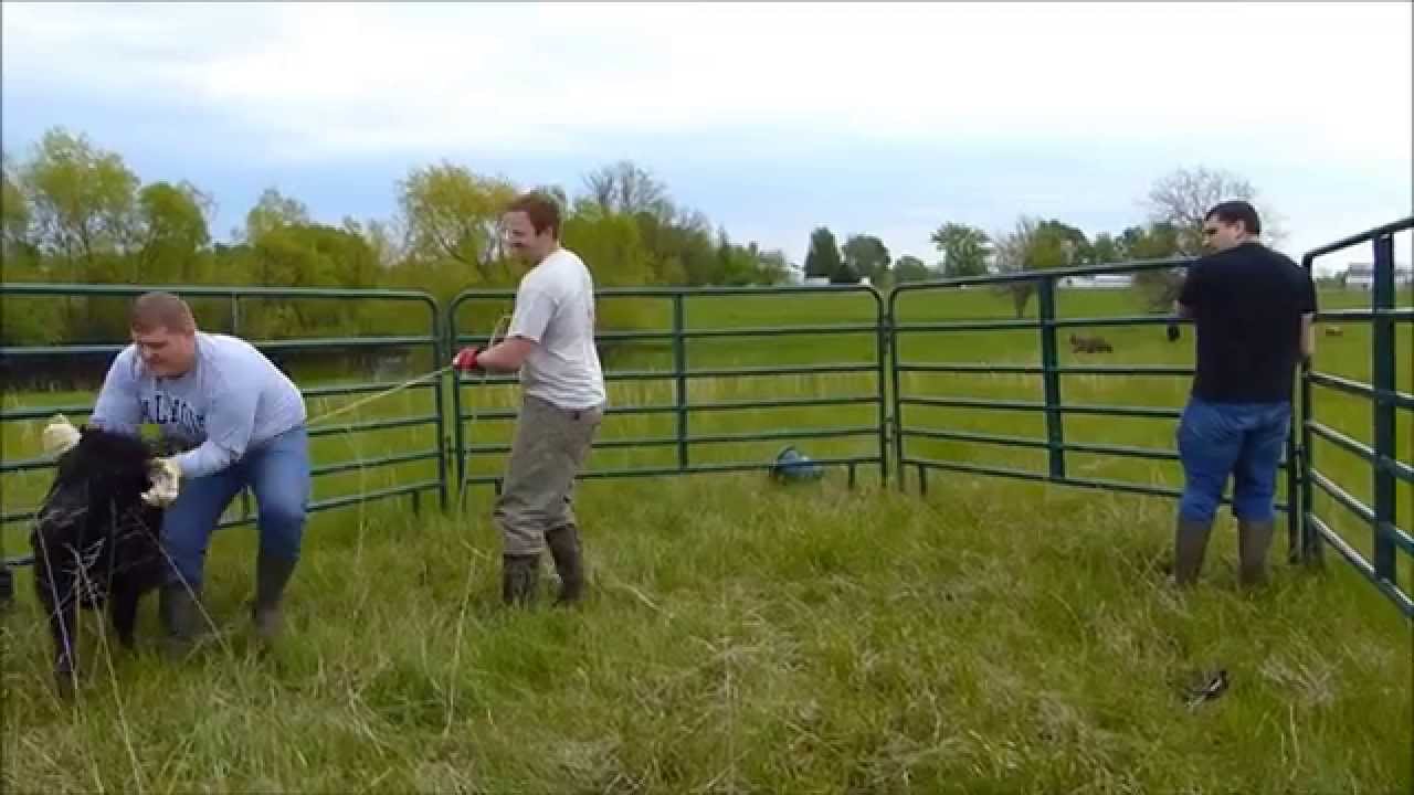 Banding a Dexter Bull at Red Team Farm - YouTube