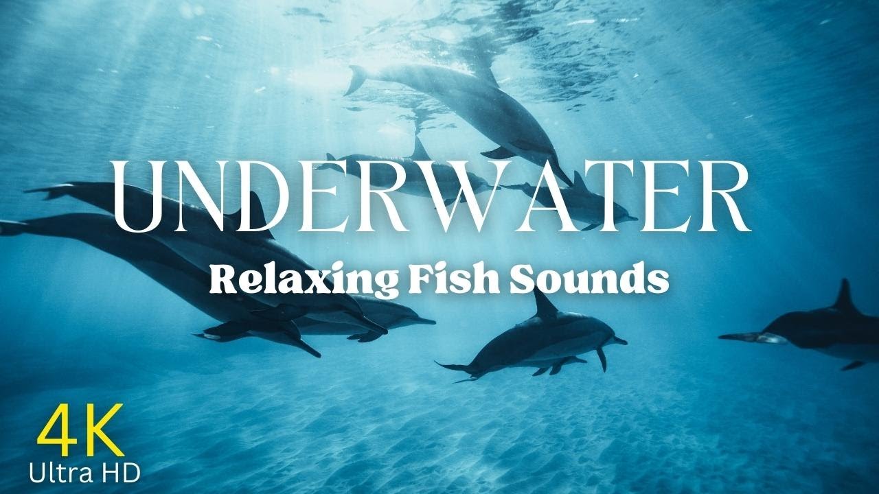 3 Hours Deep Underwater • Relaxing Sleep Music in an Underwater ...