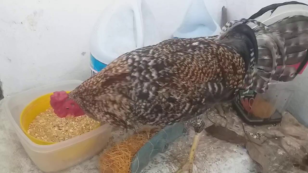 Bulico o javao gallo Fino - YouTube