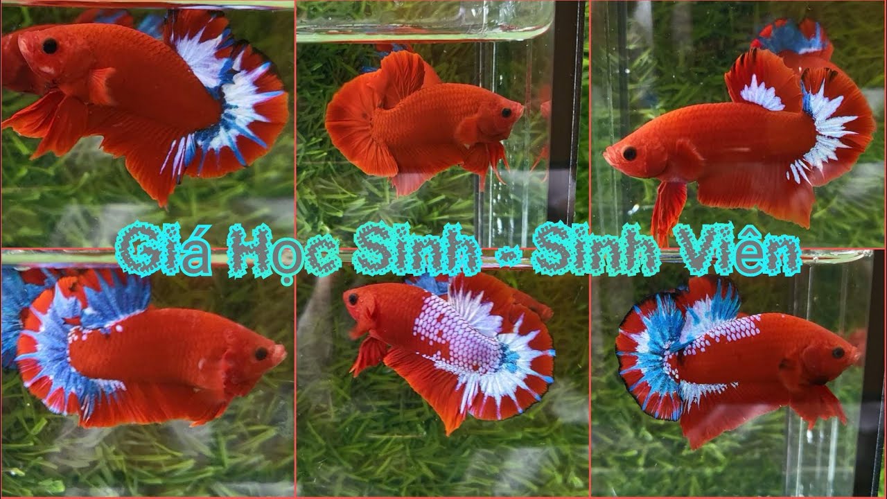 Đợt cá 06 - 6 - 2023 | Red Fancy Star Tail | Betta giá học sinh | Thanh ...