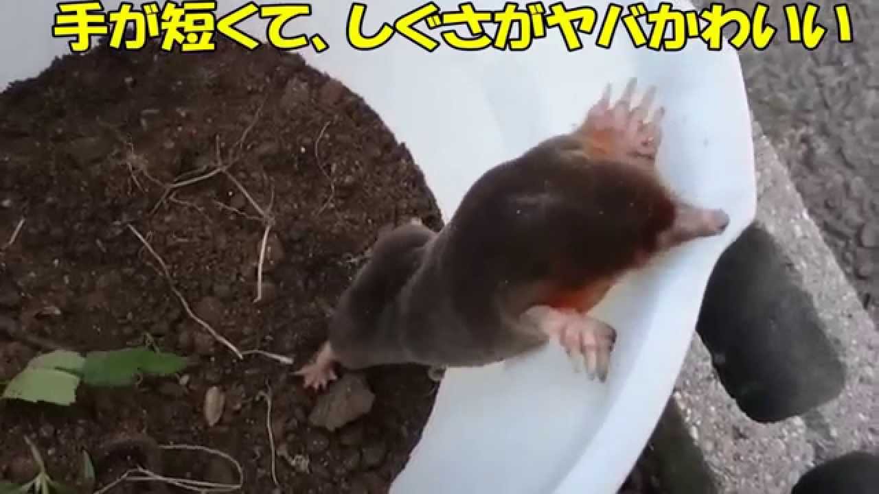 Wild Life Japan : Mole もぐら - YouTube