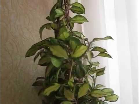 Хойя. Опора для хойи..Подвязка нейлоновыми хомутами - YouTube
