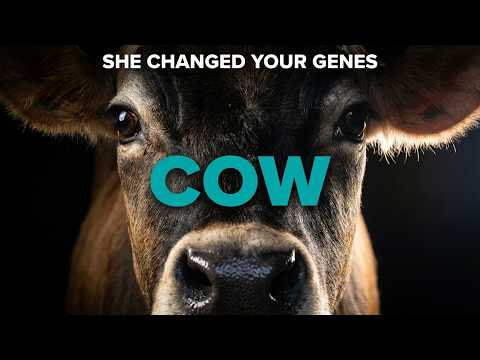The Cow — The Animal That Changed Your Genes. Here's How