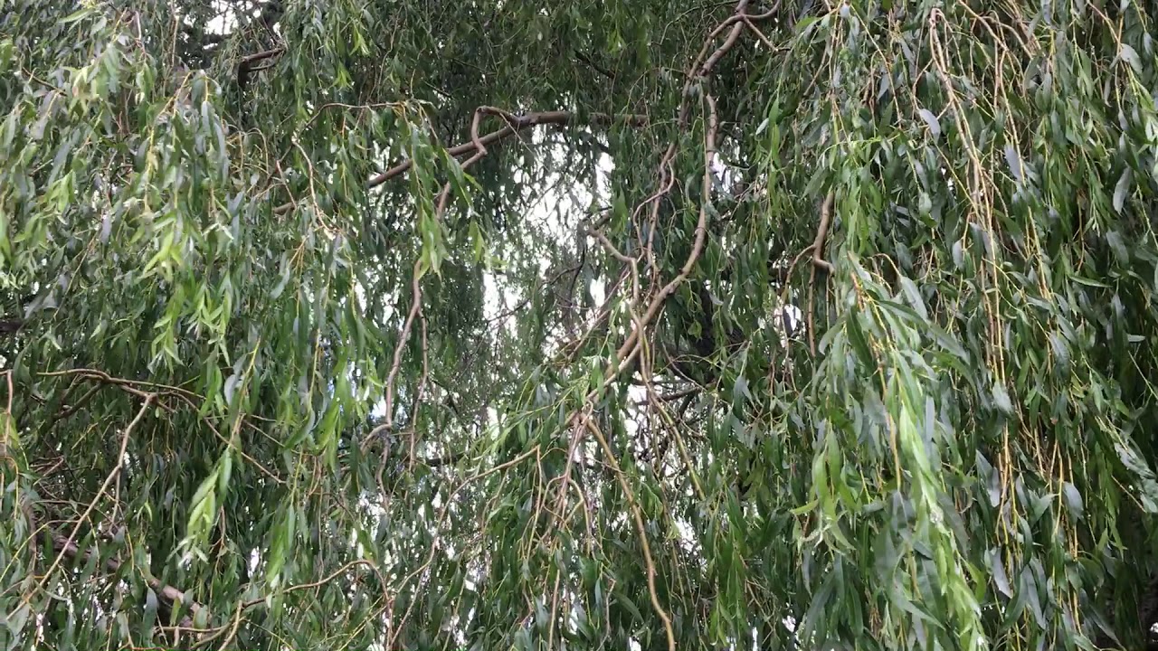 Golden weeping willow - mid canopy - August 2019 - YouTube