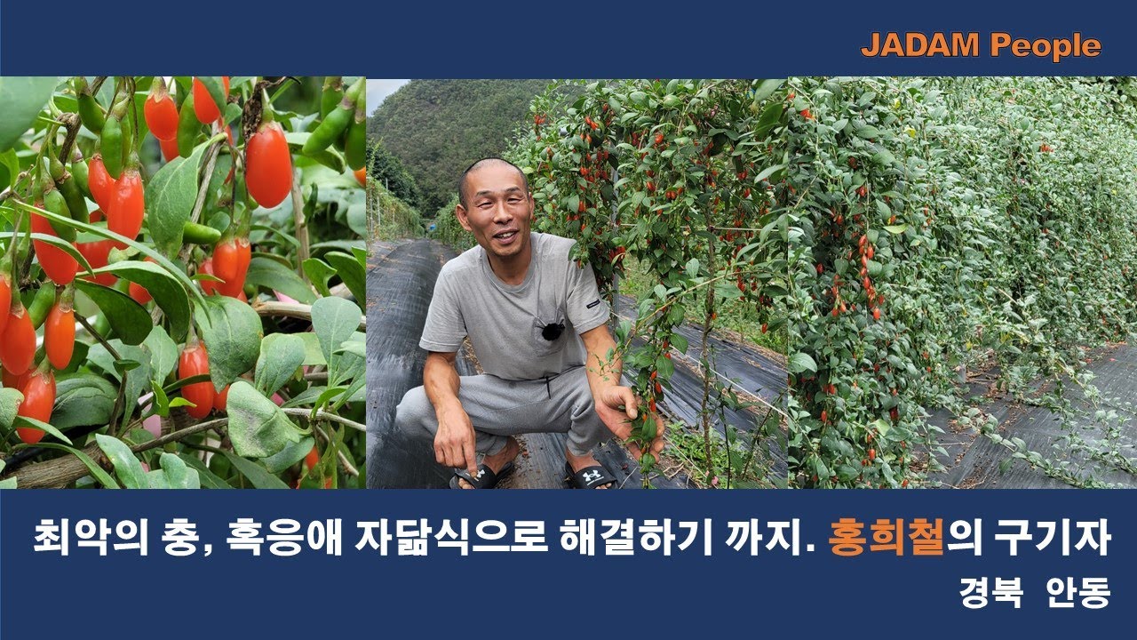 최악의 충, 혹응애 자닮식으로 해결하기까지 / The Worst Pest, Gall Mites Are Controlled by ...