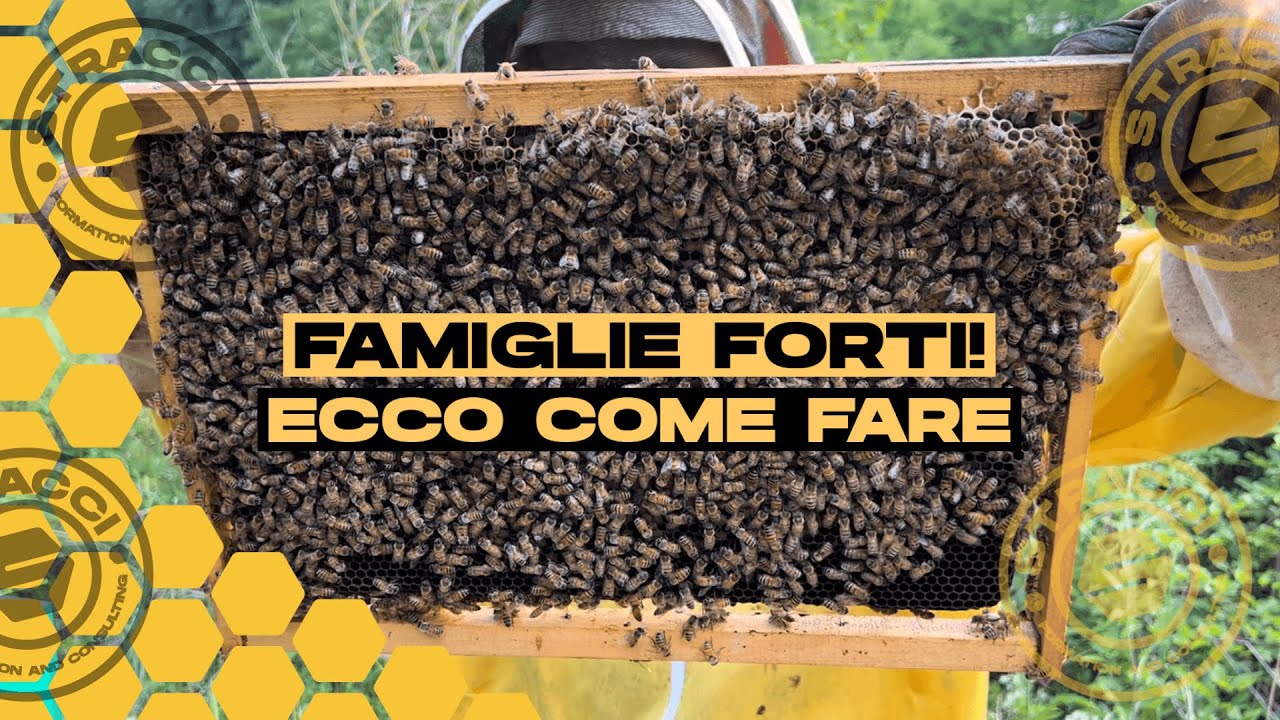 Da Famiglie Deboli a Famiglie FORTISSIME - Ecco come fare - YouTube