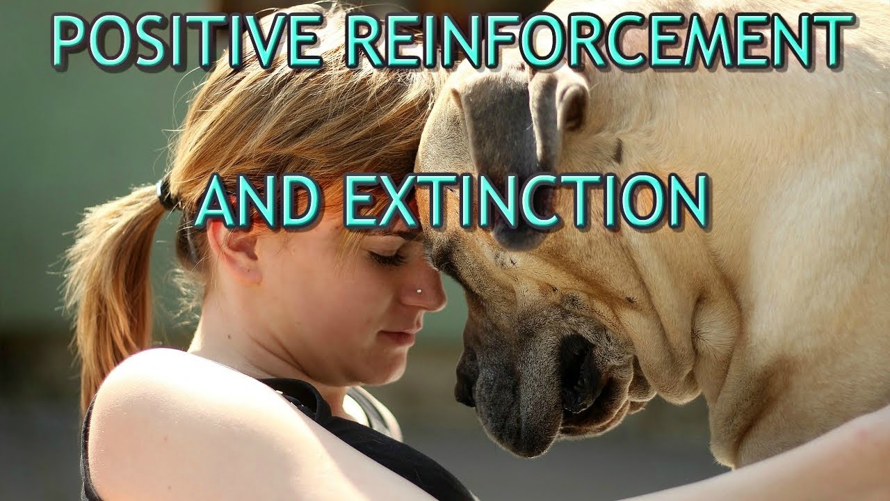 "Dog Training" - Learning Principles - Positive Reinforcement and ...