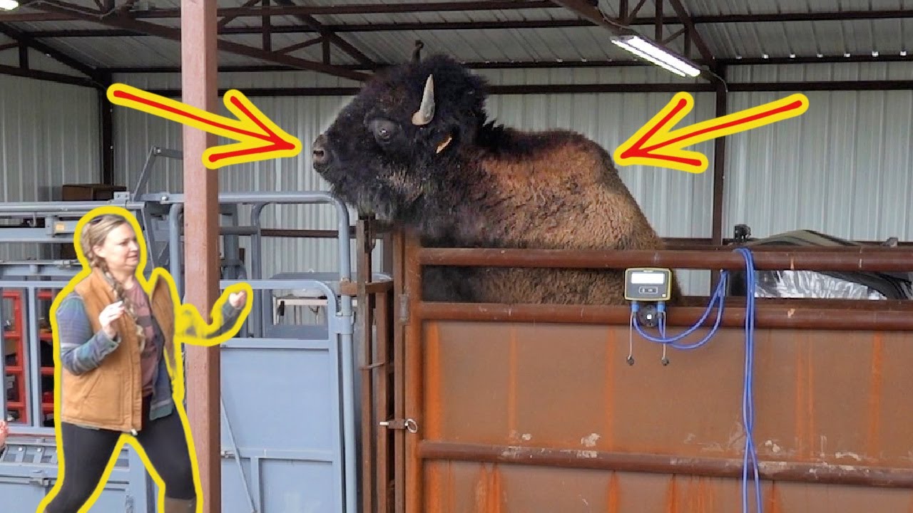 Working Bison and THIS Happened! - YouTube