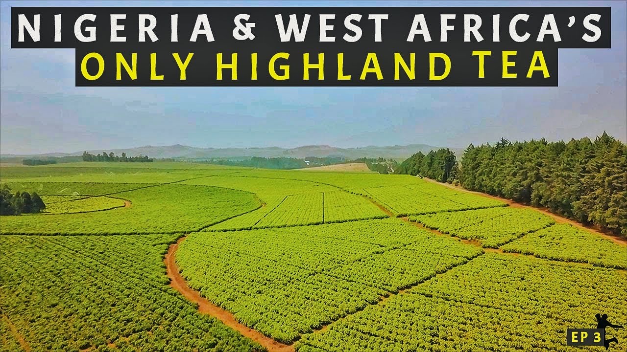 The Largest Highland TEA FARM in Africa is NOT in Kenya but NIGERIA ...