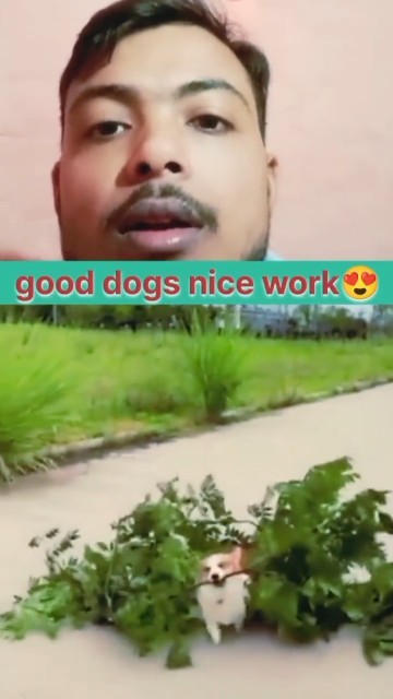 good dogs nice work 💪| #viral #dog #work #good #cute - YouTube