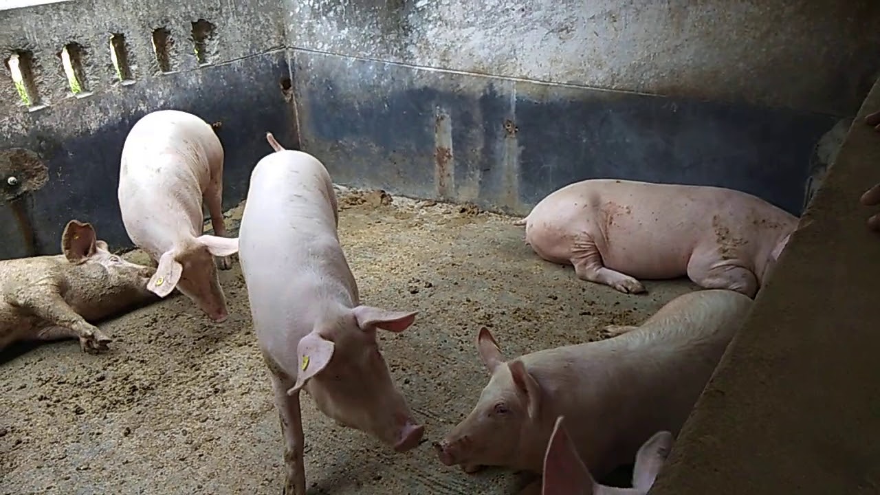 Pig Breeding Farm - YouTube