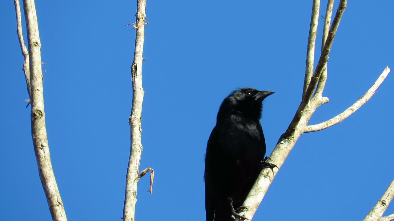 Graúna PÁSSARO PRETO cantando na natureza - YouTube