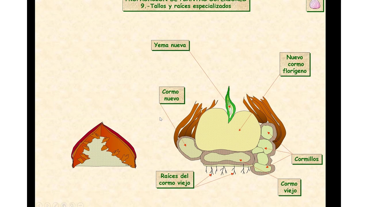 LOS CORMOS - YouTube