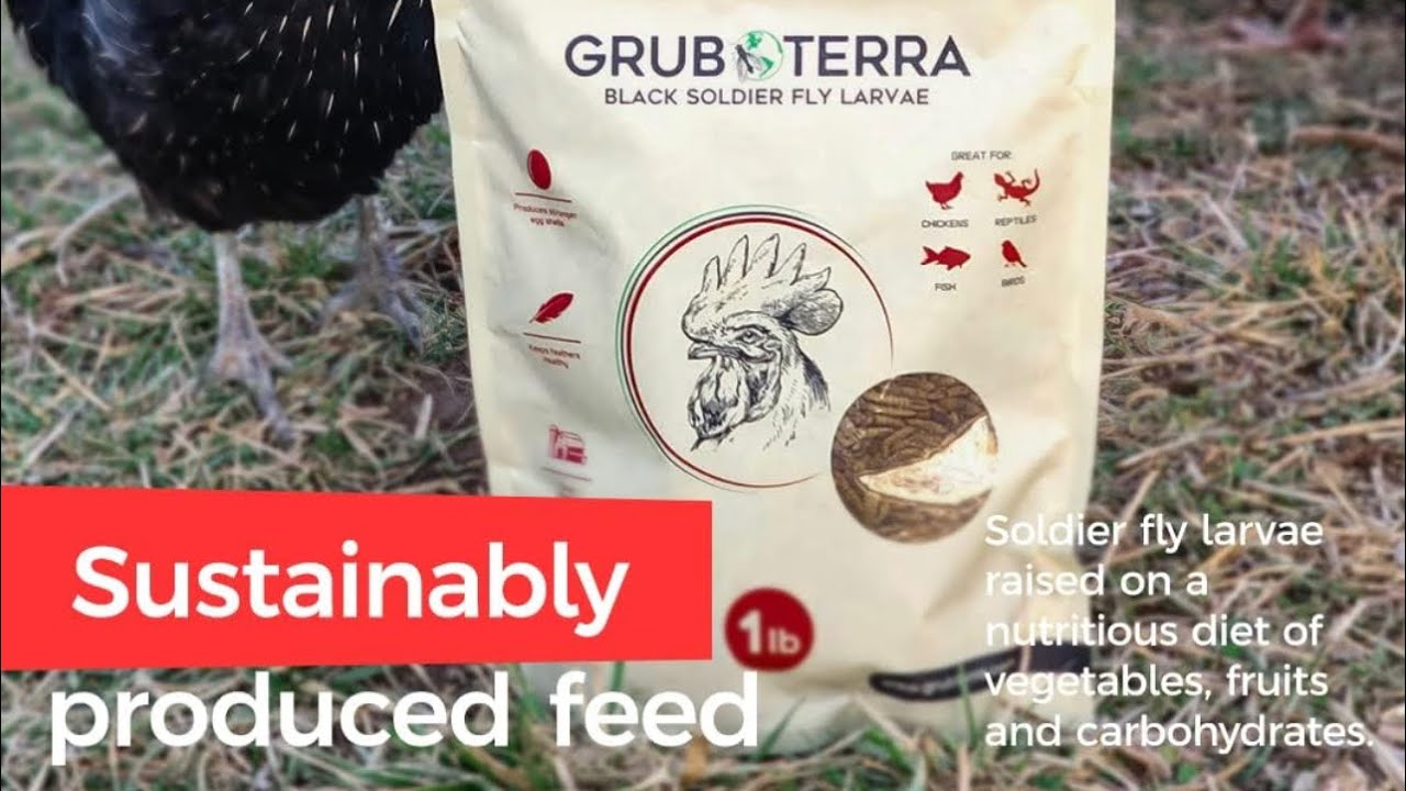 Grub Terra Black Soldier Fly Larvae Review #grubterra #review - YouTube
