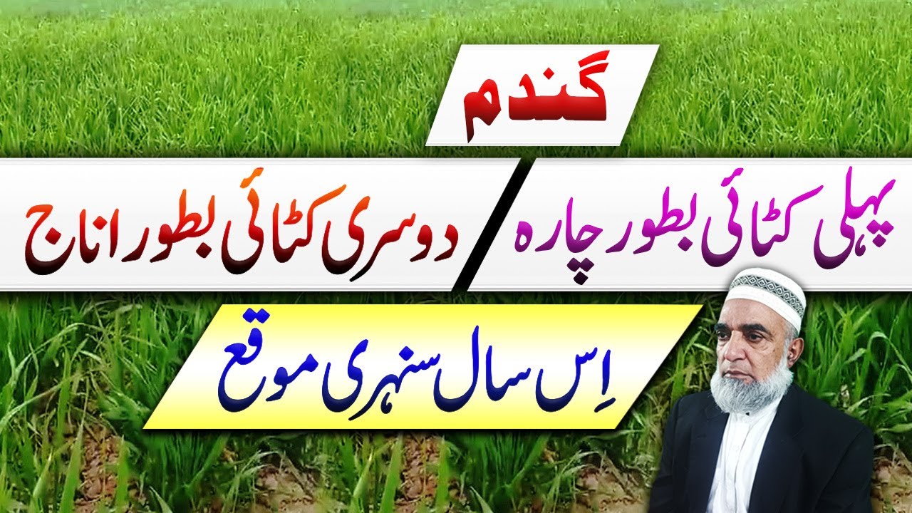 Two benefits from a single crop of wheat || Crop Reformer - YouTube