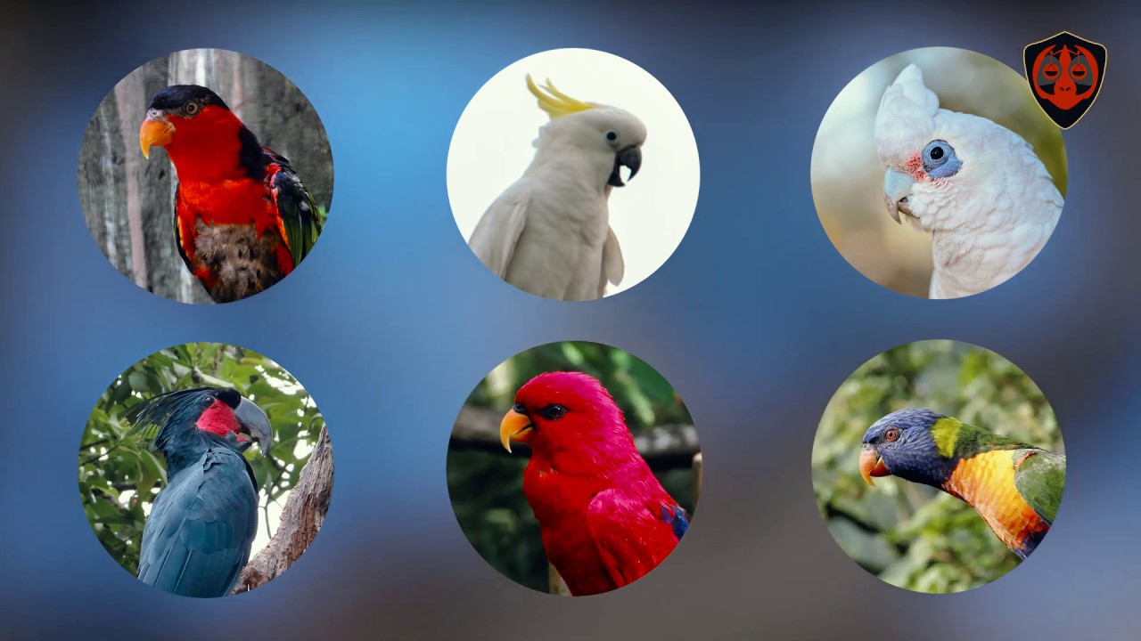 Jenis Burung Dilindungi yang Marak Diperdagangkan | Ini Faktanya! - YouTube