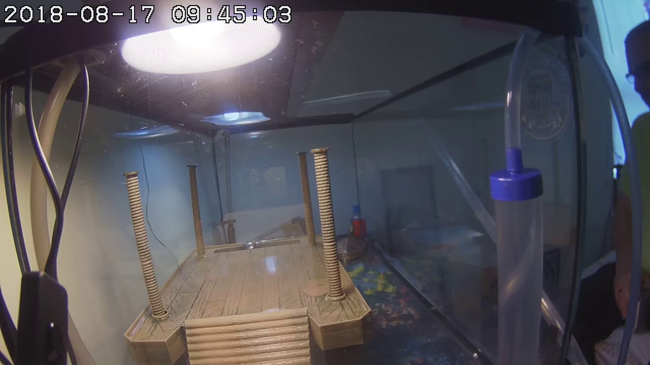 Boring video of Hope the turtle 🐢 - YouTube