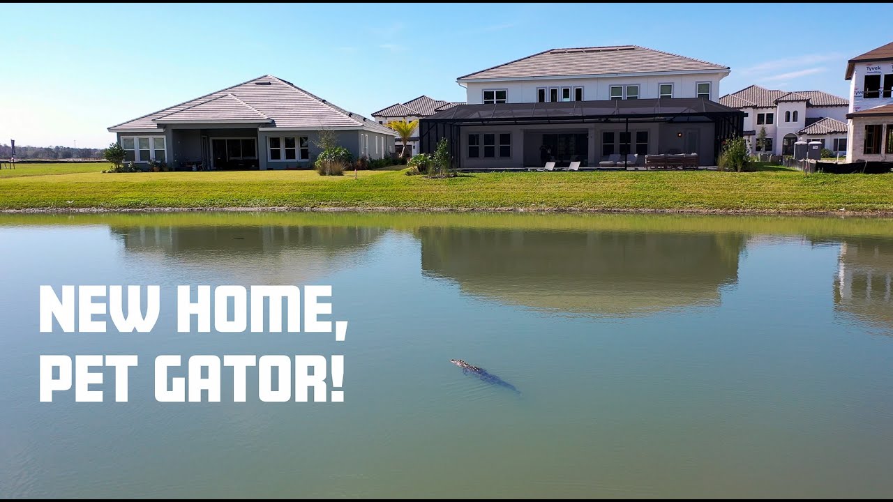 Yes we have an alligator in our backyard 🐊 - YouTube