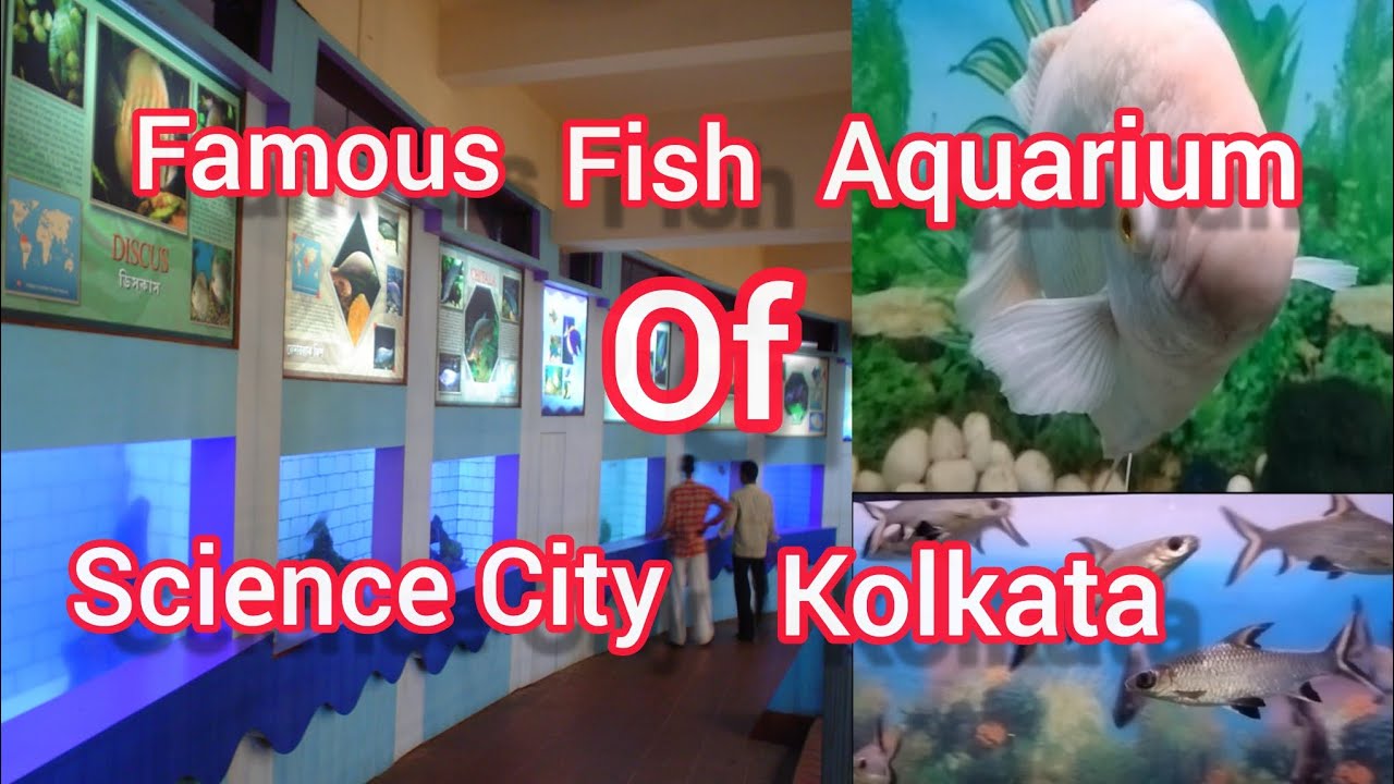 Fish Aquarium 🐠🐟 | Famous Fish Aquarium Of Science City Kolkata | # ...