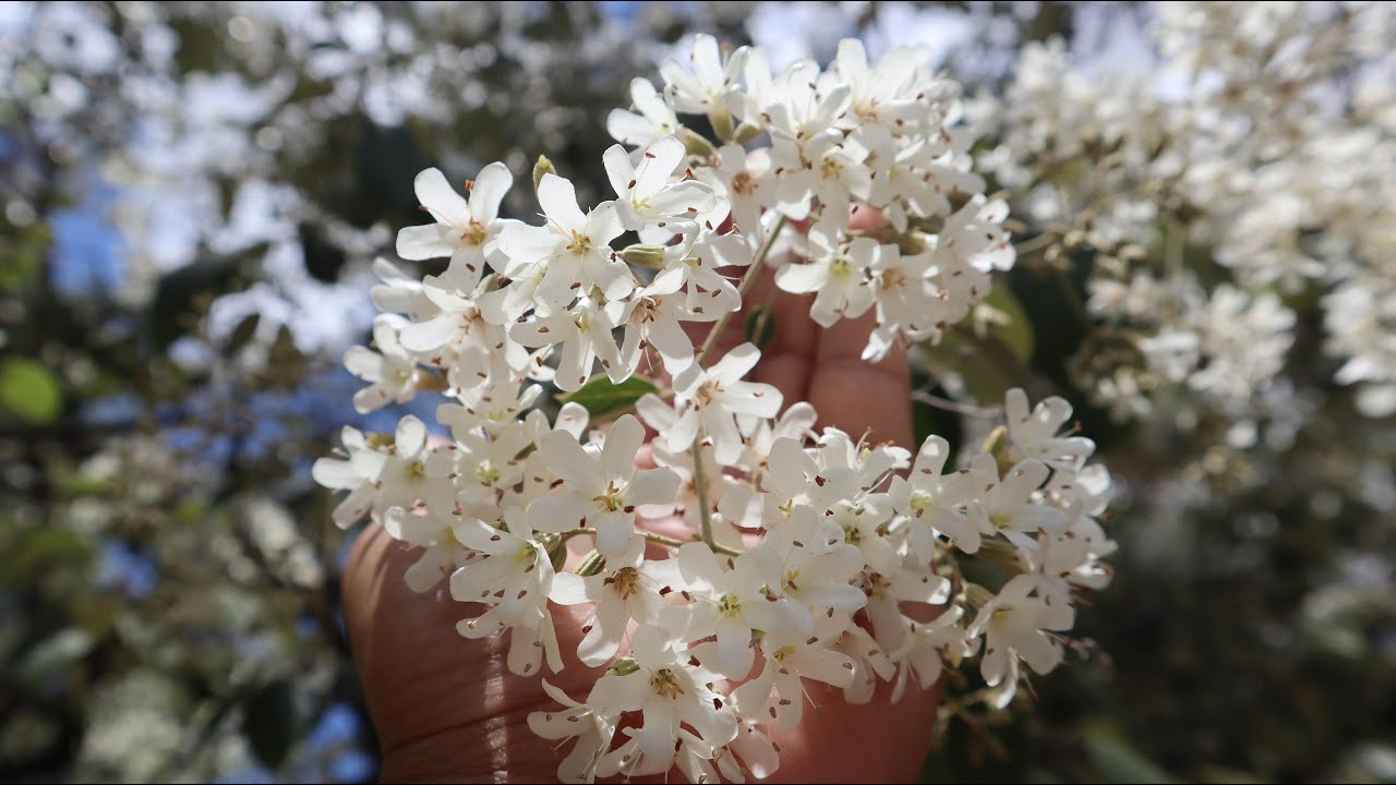 Cordia trichotoma - Afata - Petiribí - flora argentina - Loro negro ...