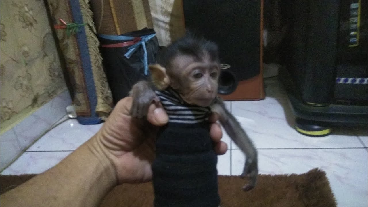 baby monkey Rafi pakaiin pempers, ngedot. - YouTube