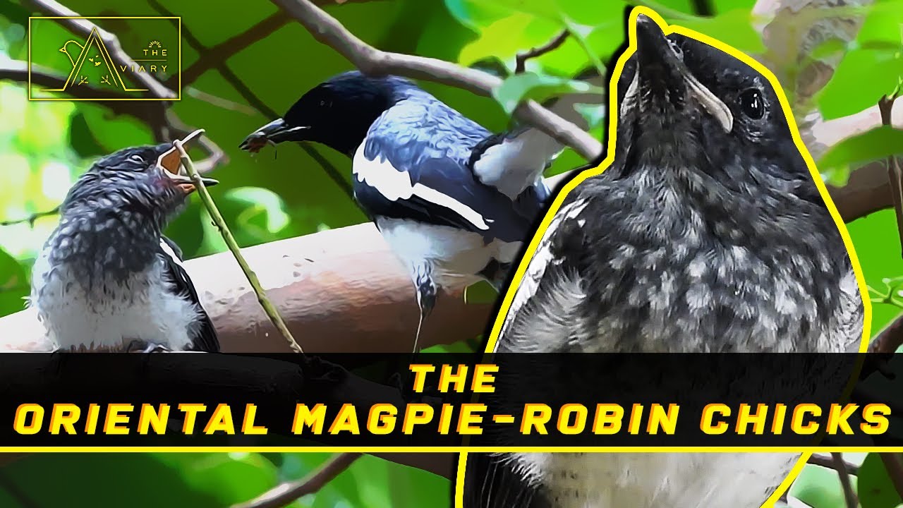 51st Eps - Let's Take a Look At The Latest Condition Of The Young ...