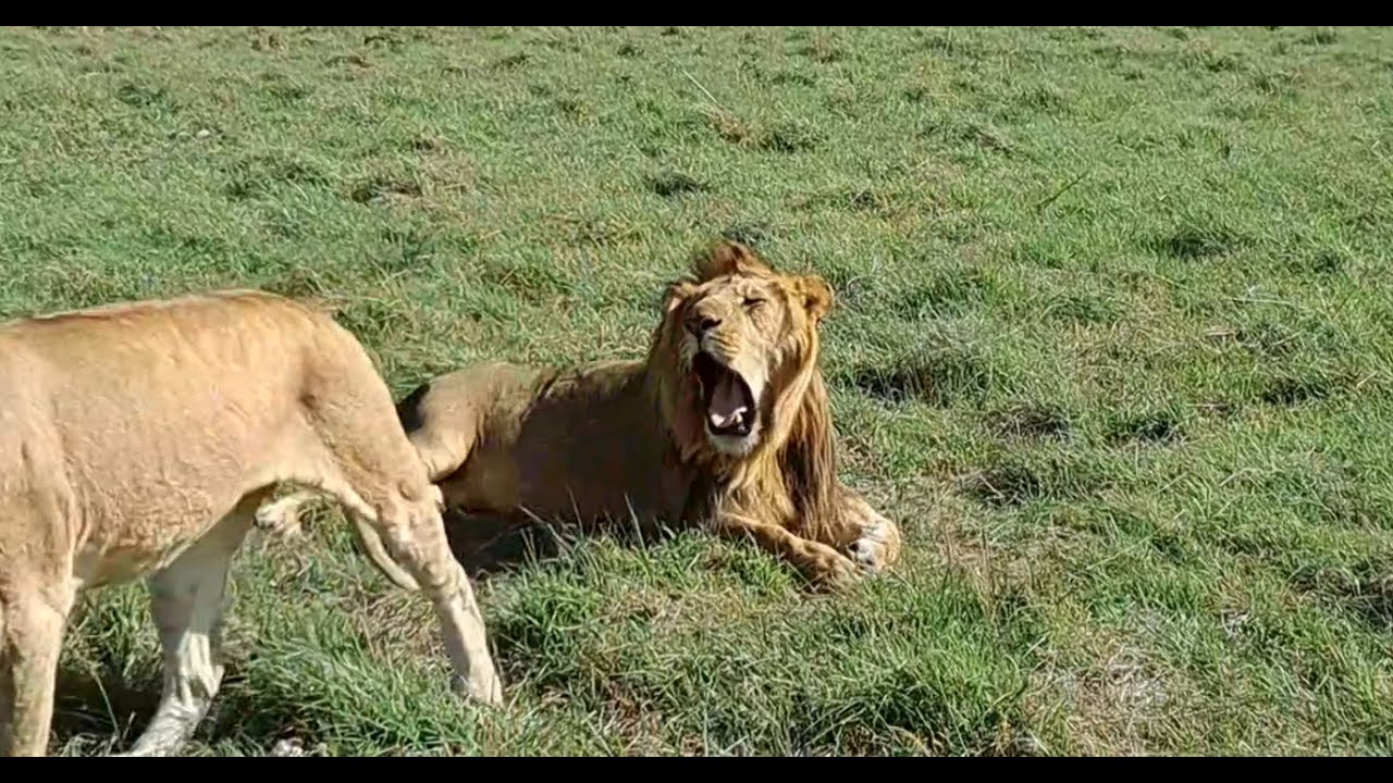 Lion Mother & Son Team | Lormasi Male Lion with Mama Earless Lioness ...