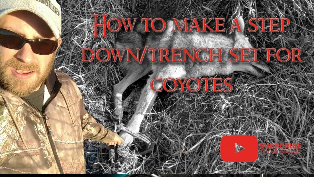 How To Make A Step Down/Trench Set For Coyotes - YouTube