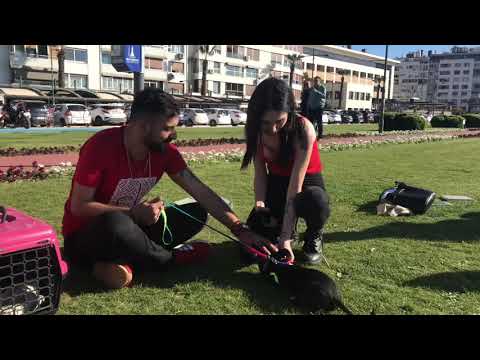 FAKİR VİNE sokak köpeklerine Sahip çıkalım Sürpriz sonlu