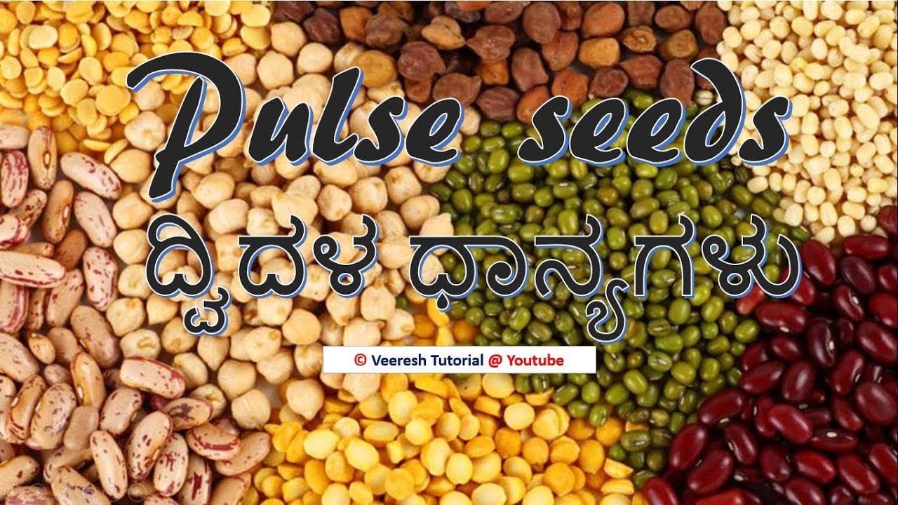 3. Pulse crops (ದ್ವಿದಳ ಧಾನ್ಯಗಳು)-Agriculture Practical Test - YouTube