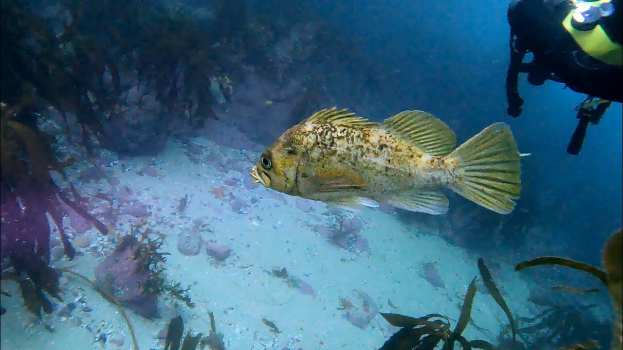 Monastery Beach Dive Two Part 3 - YouTube