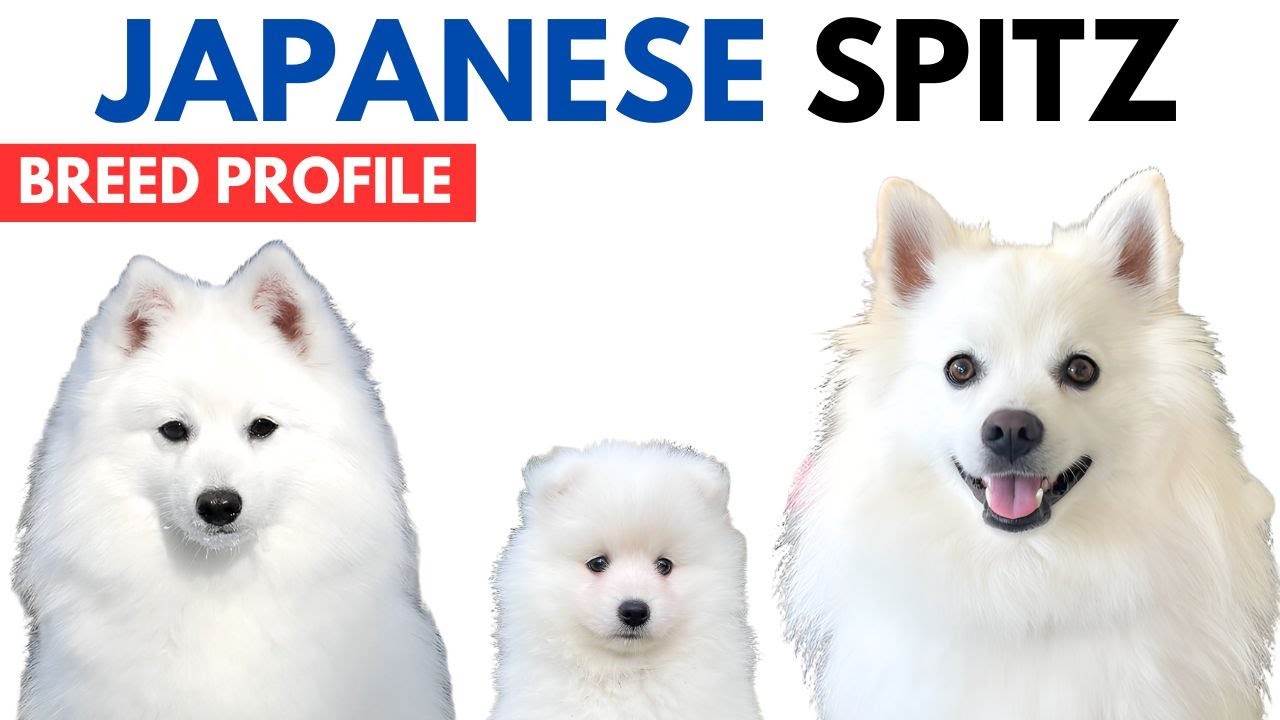 Japanese Spitz Breed Profile History - Price - Traits - Japanese Spitz ...