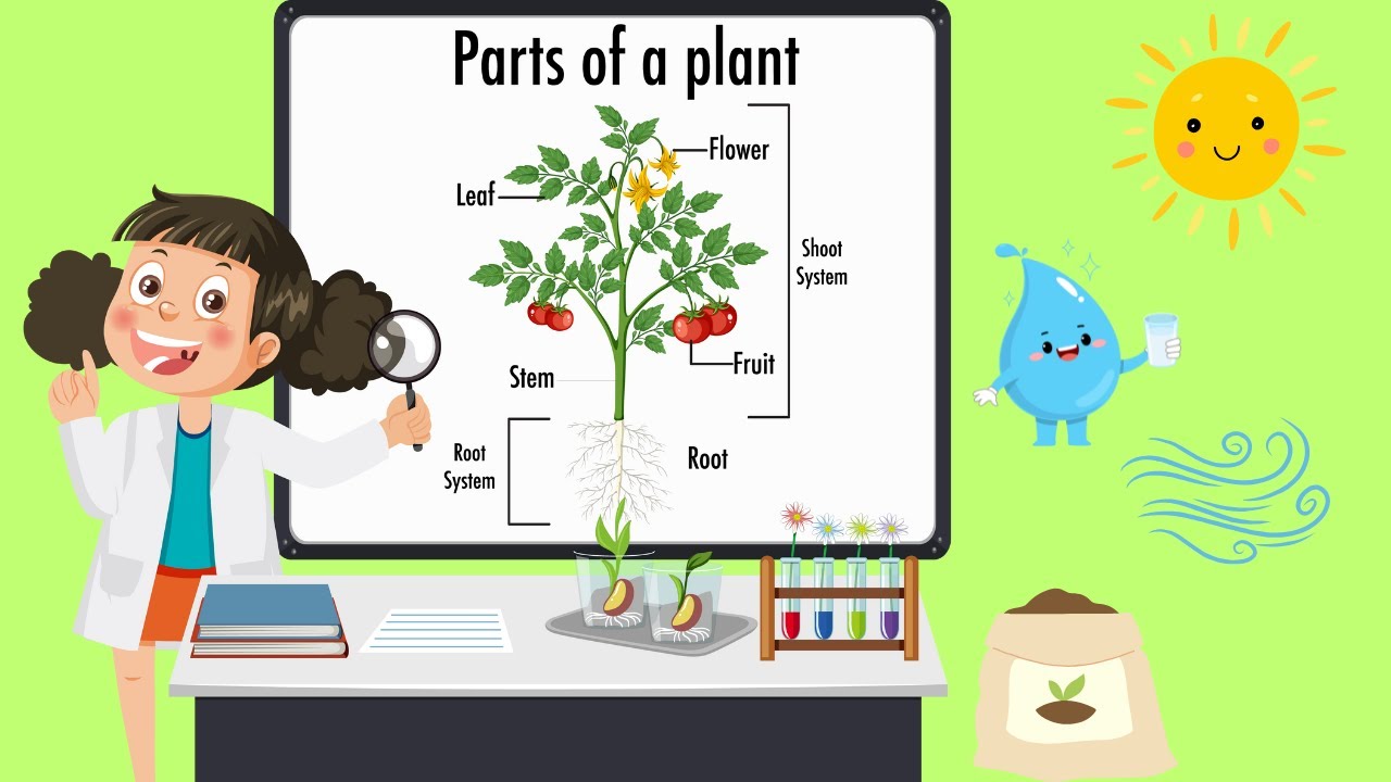 Photosynthesis model/3D working model for photosynthesis and plant ...