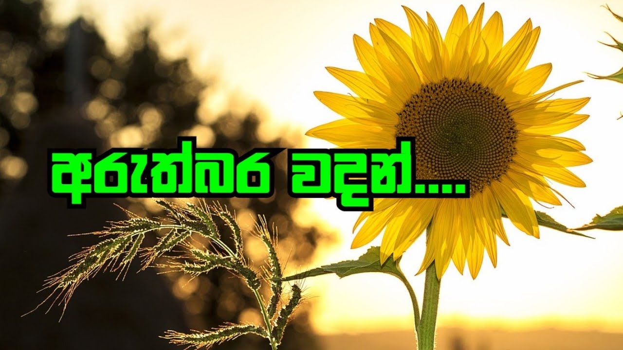 අරුත්බර වදන් වැලක්...🌸🌸 #sinhalaquotes #sinhalawadan - YouTube