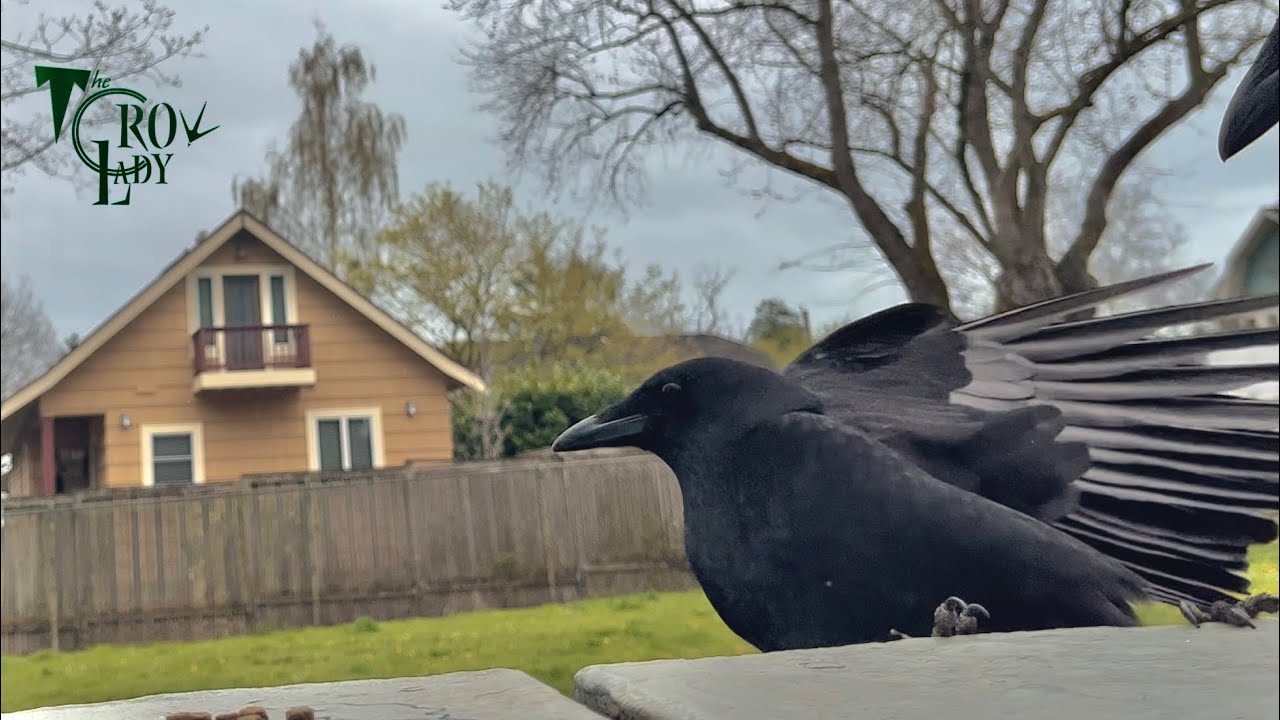Crow Cam: Father and Son - YouTube
