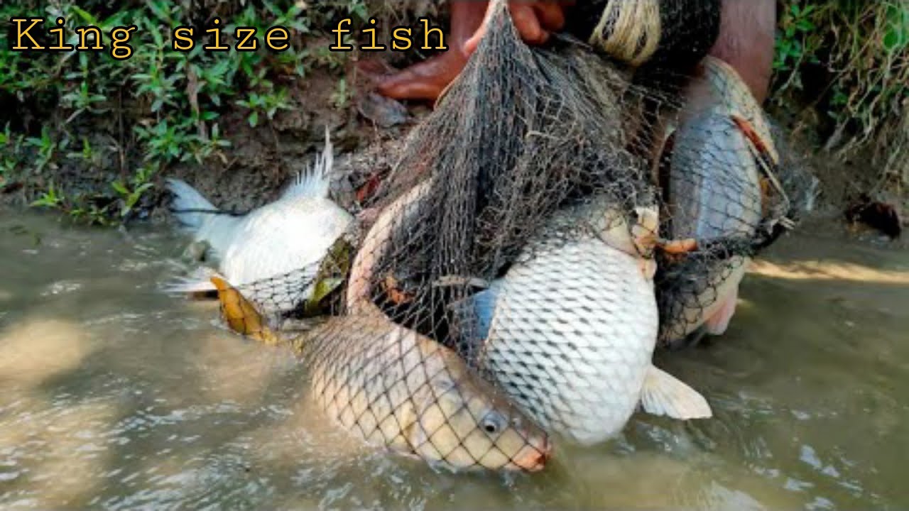 Fishing video | cast-net fishing | The boy caught bing fish in the pond ...